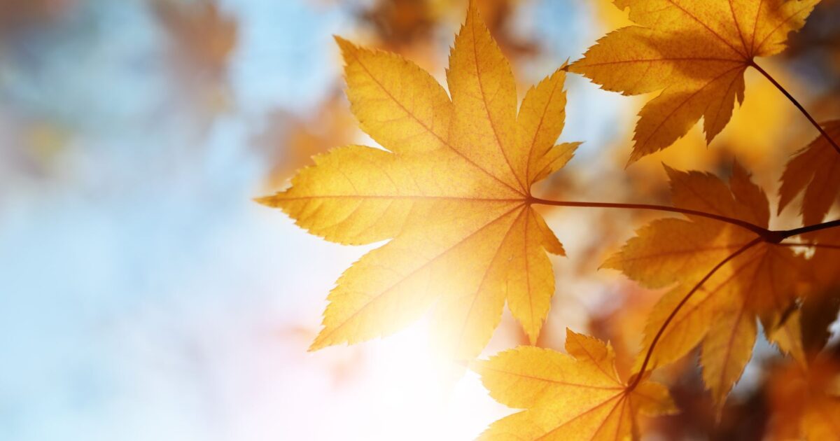 Ville de Saint-Lambert | Quelques conseils et rappels règlementaires…